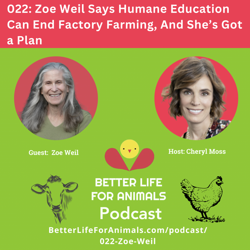 Zoe Weil Says Humane Education Can End Factory Farming, And She’s Got a ...