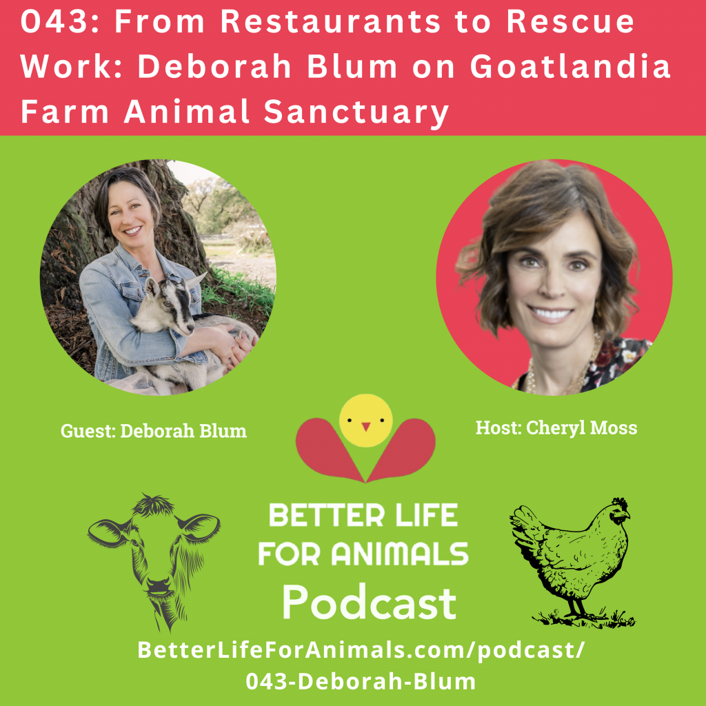 Deborah Blum on Goatlandia Farm Animal Sanctuary